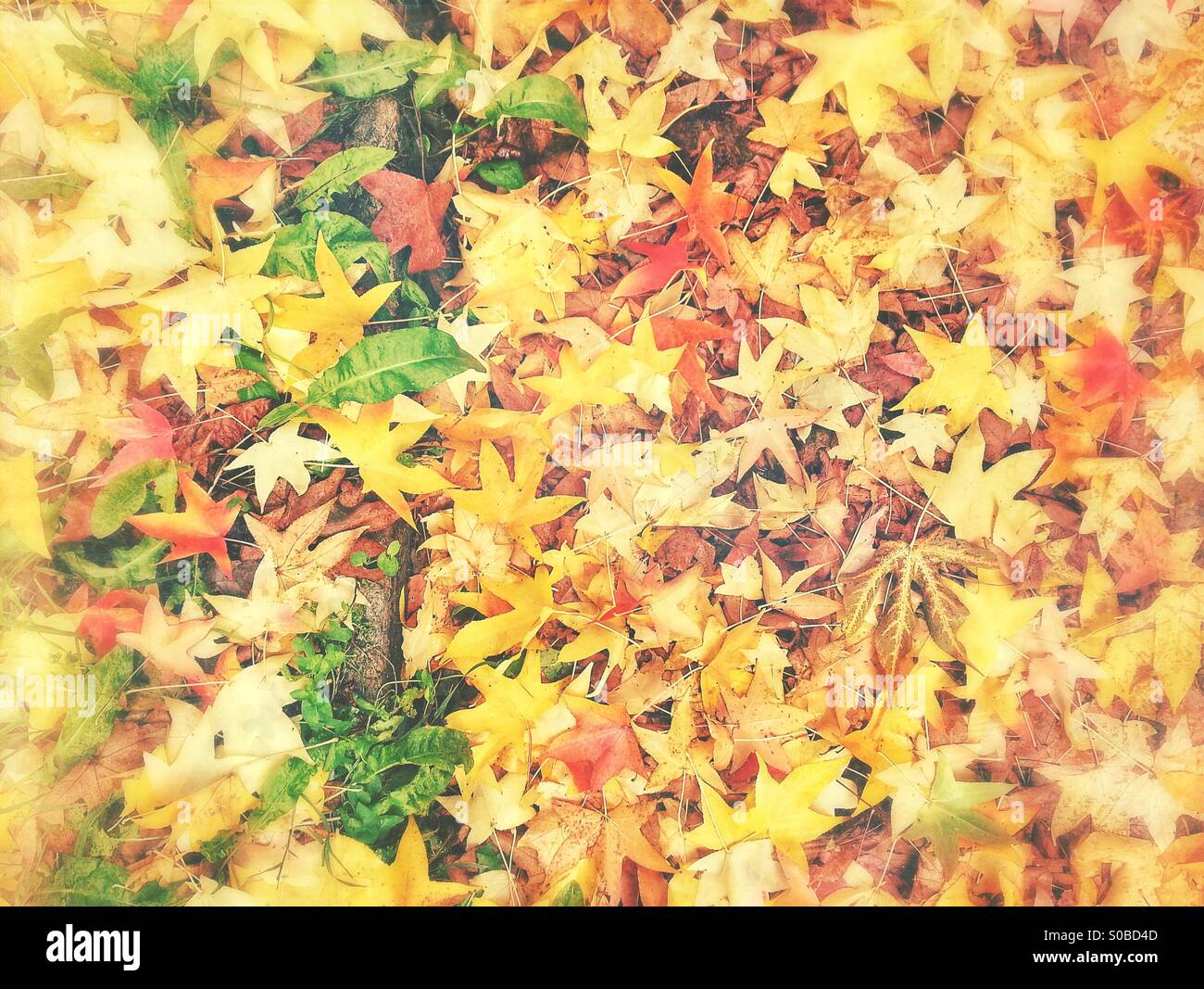 Fresh Autumn leaves Stock Photo - Alamy