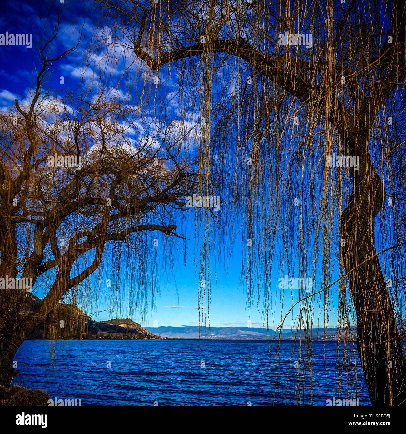 Willow tree frame hi-res stock photography and images - Alamy