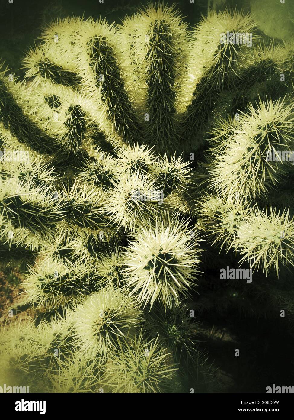 Jumping cactus hi-res stock photography and images - Alamy