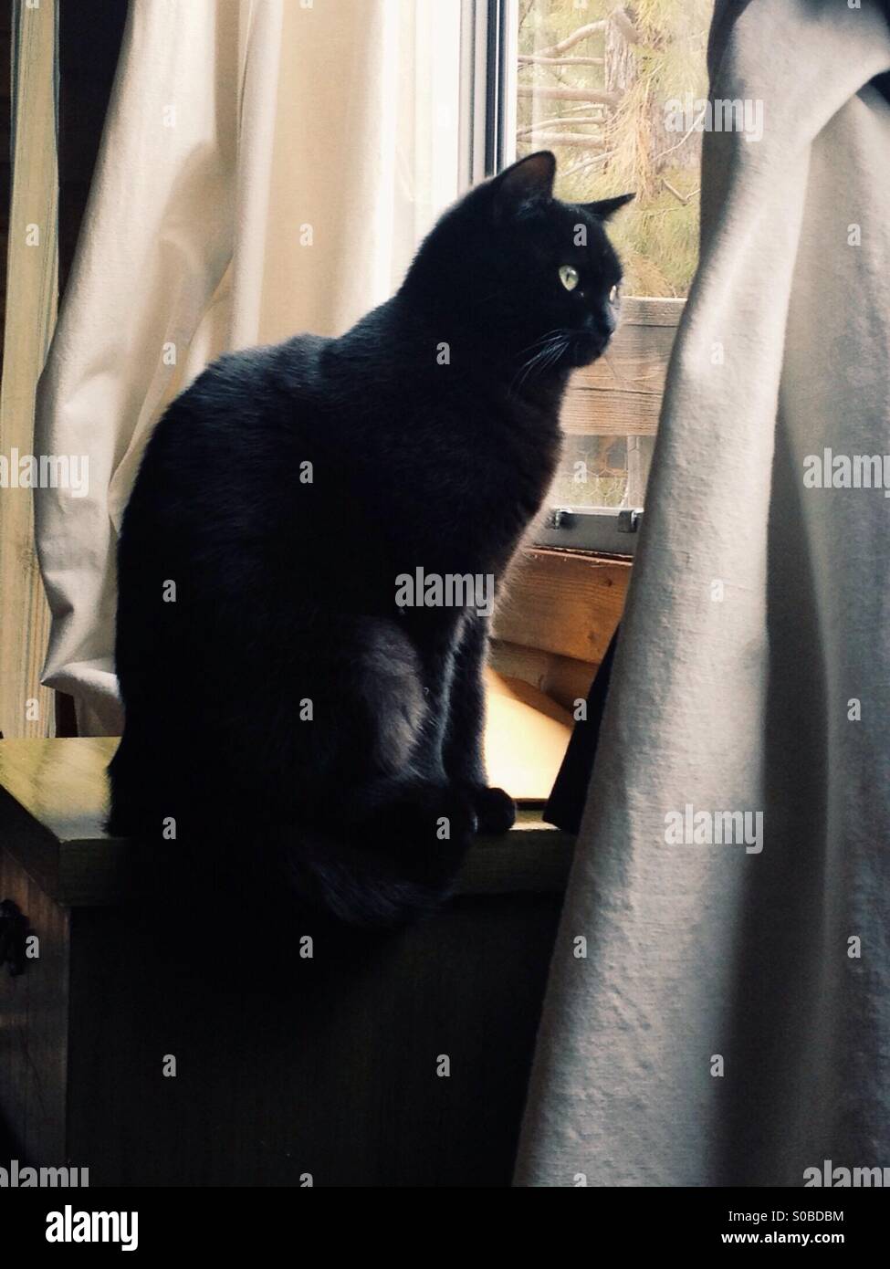 Black cat looking out the window Stock Photo - Alamy