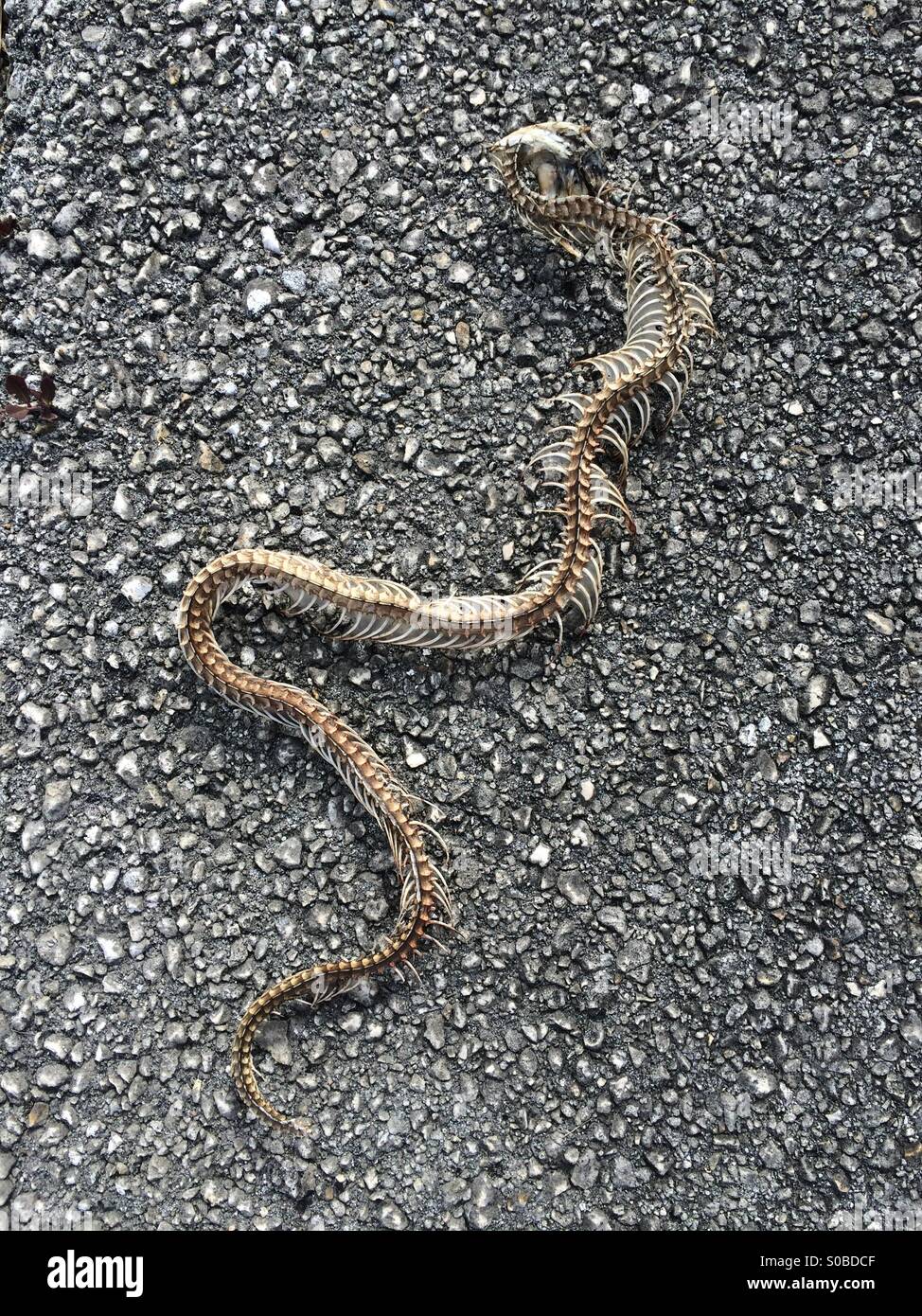Snake bone skeleton hi-res stock photography and images - Alamy