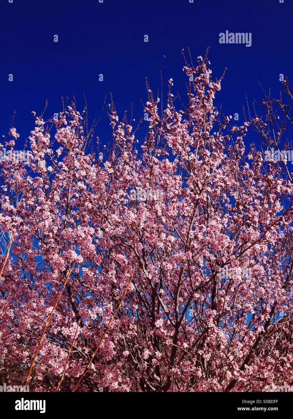 Tree moon hi-res stock photography and images - Alamy