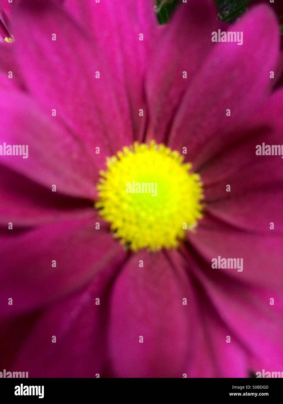 Pink flower power hi-res stock photography and images - Alamy