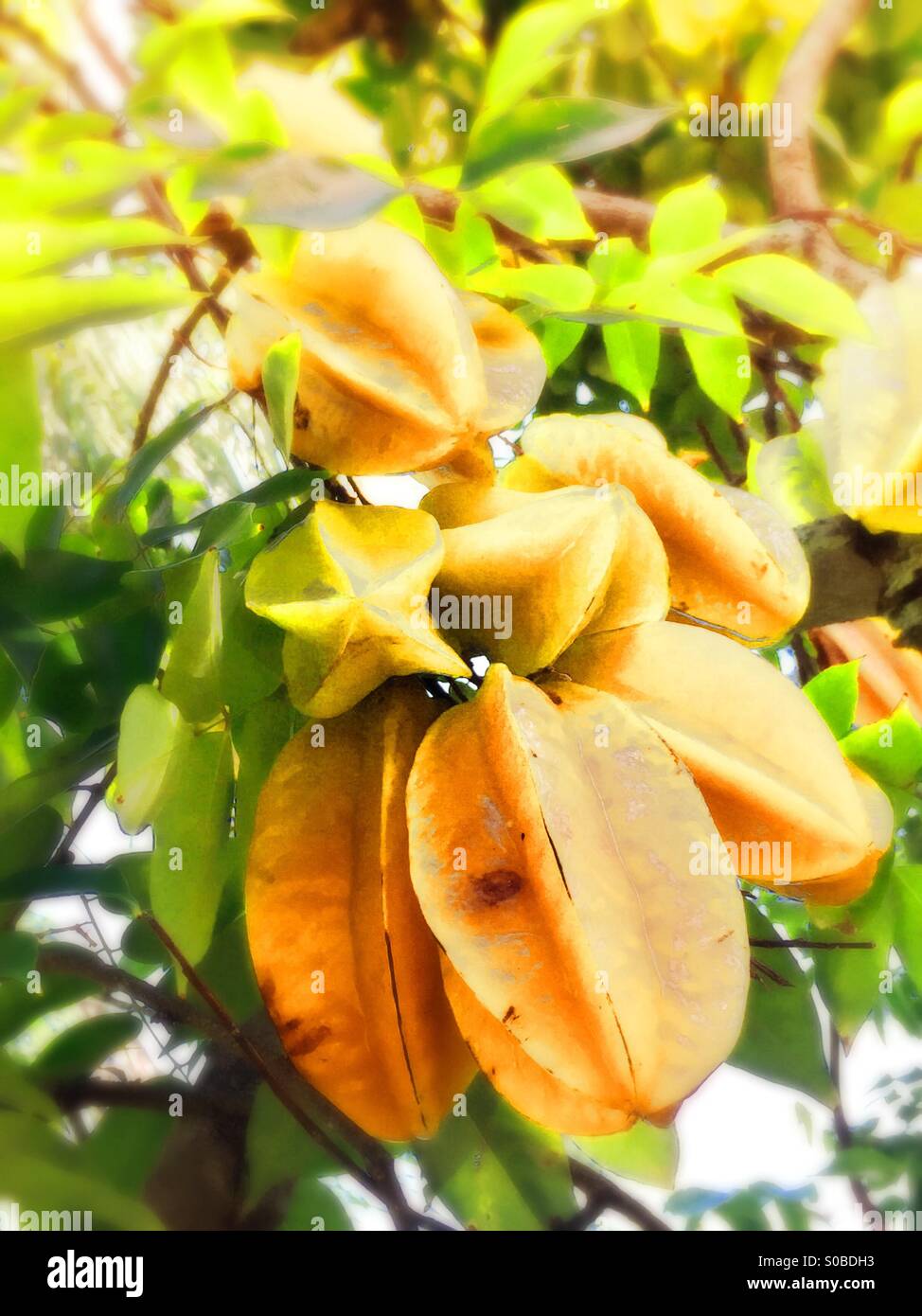 Star fruit tree Stock Photo - Alamy