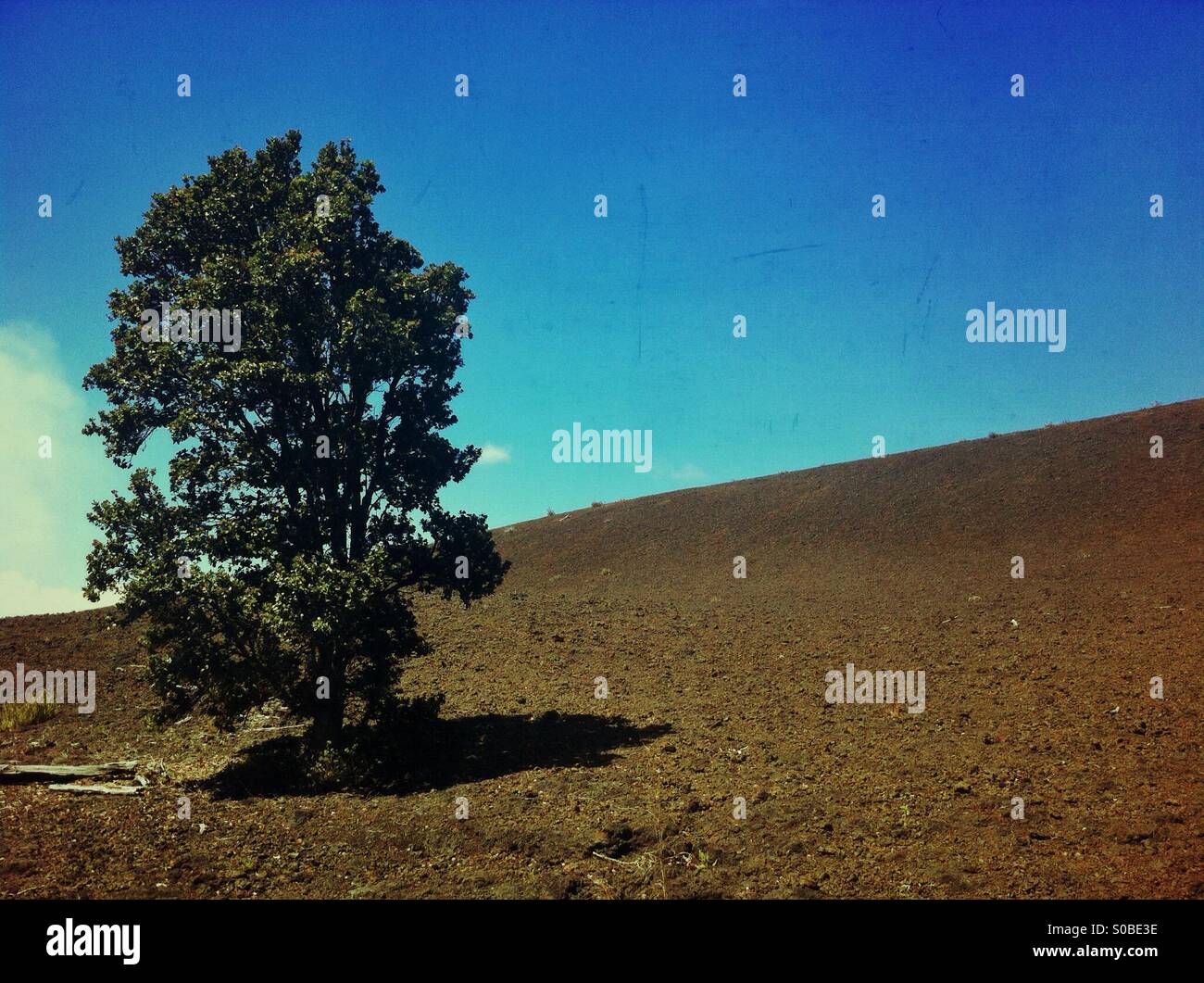 Lonely tree along devastation trail in volcanoes national park on big ...