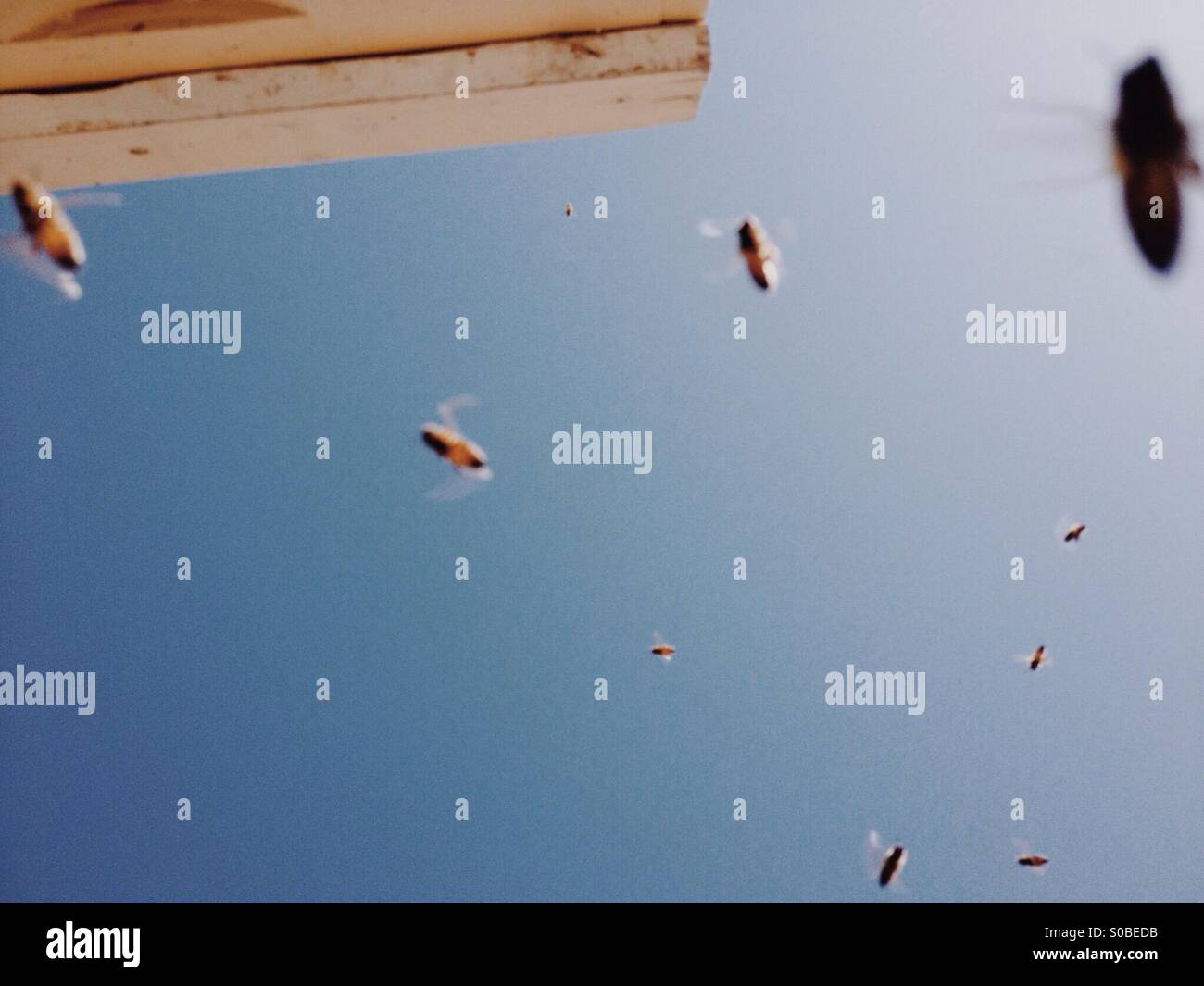 Bees Flying High Resolution Stock Photography and Images - Alamy