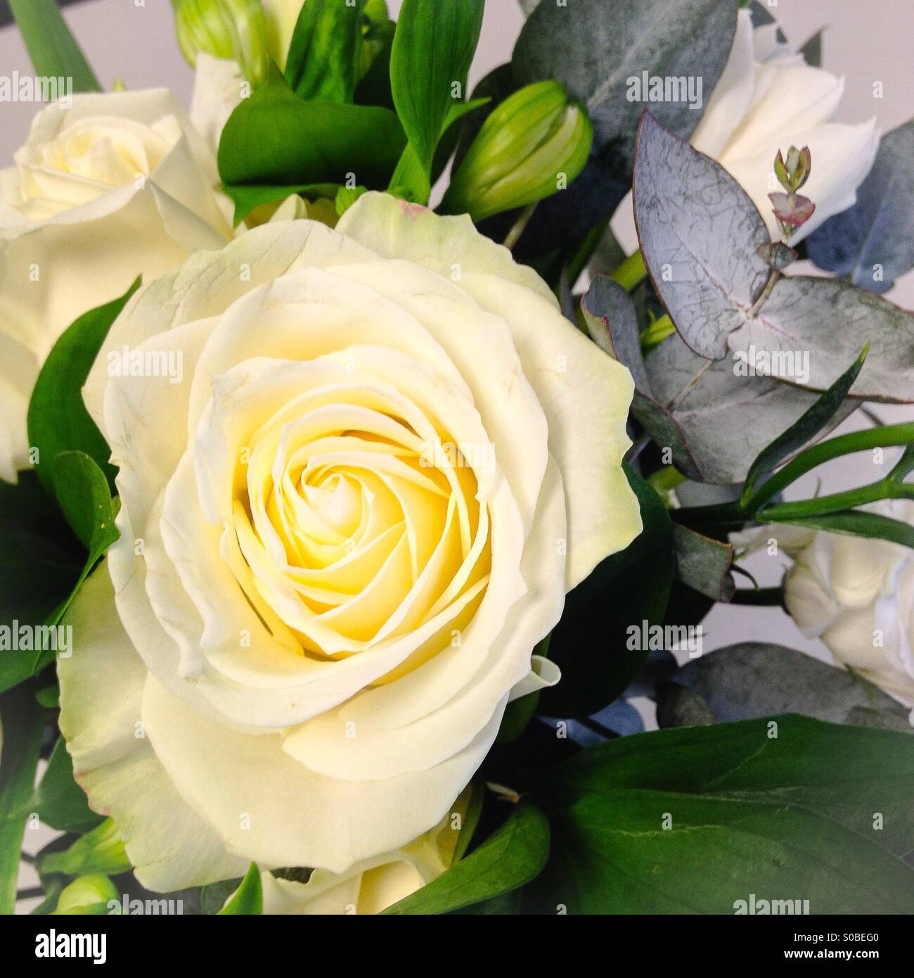 Rose avalanche hi-res stock photography and images - Alamy