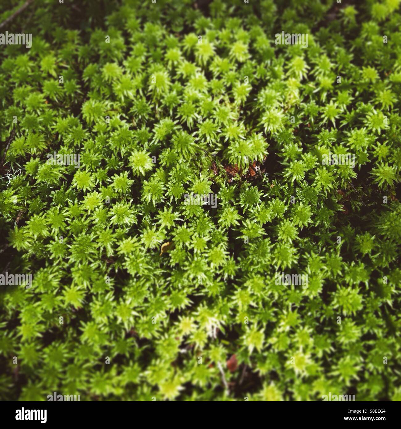 Moss bed hi-res stock photography and images - Alamy