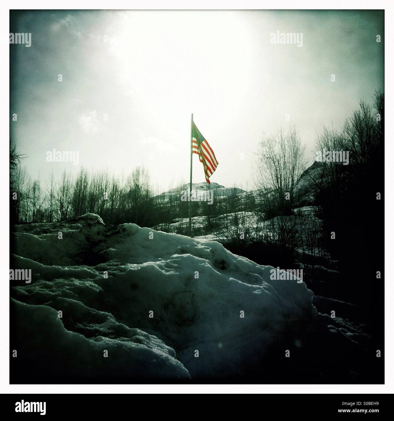 US flag in a snowdrift surrounded by bushes Stock Photo - Alamy