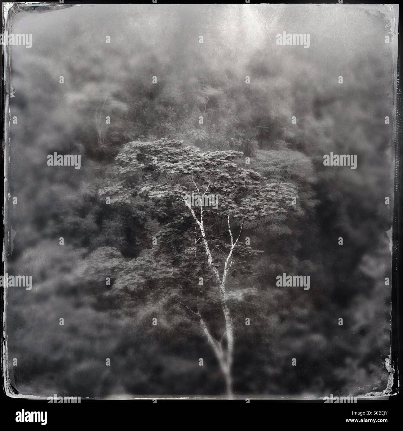 Tree in mist inside Mt Matavanu in Savai'i on Samoa Stock Photo - Alamy