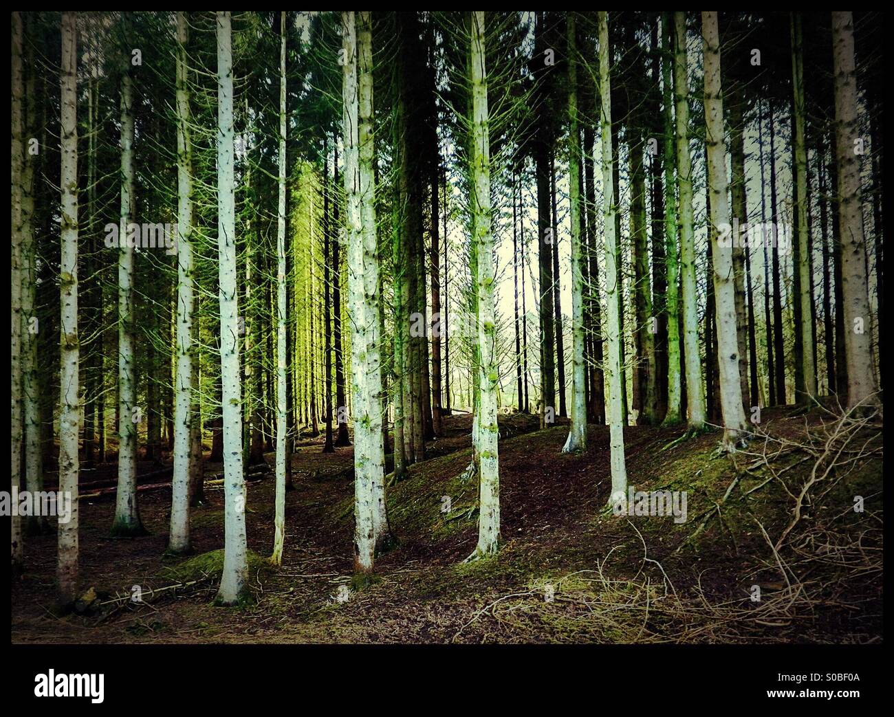 Straight trees in a line Stock Photo - Alamy