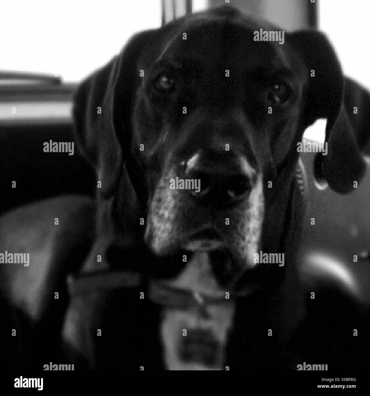 Old great dane Black and White Stock Photos & Images - Alamy