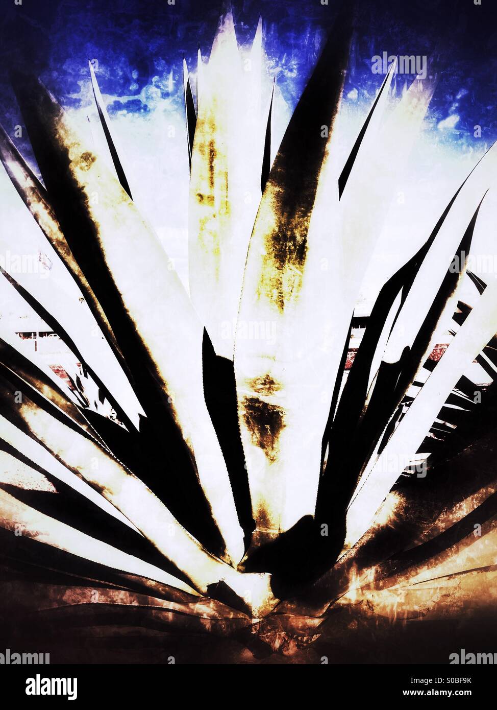 Century Cactus Plant Stock Photo - Alamy