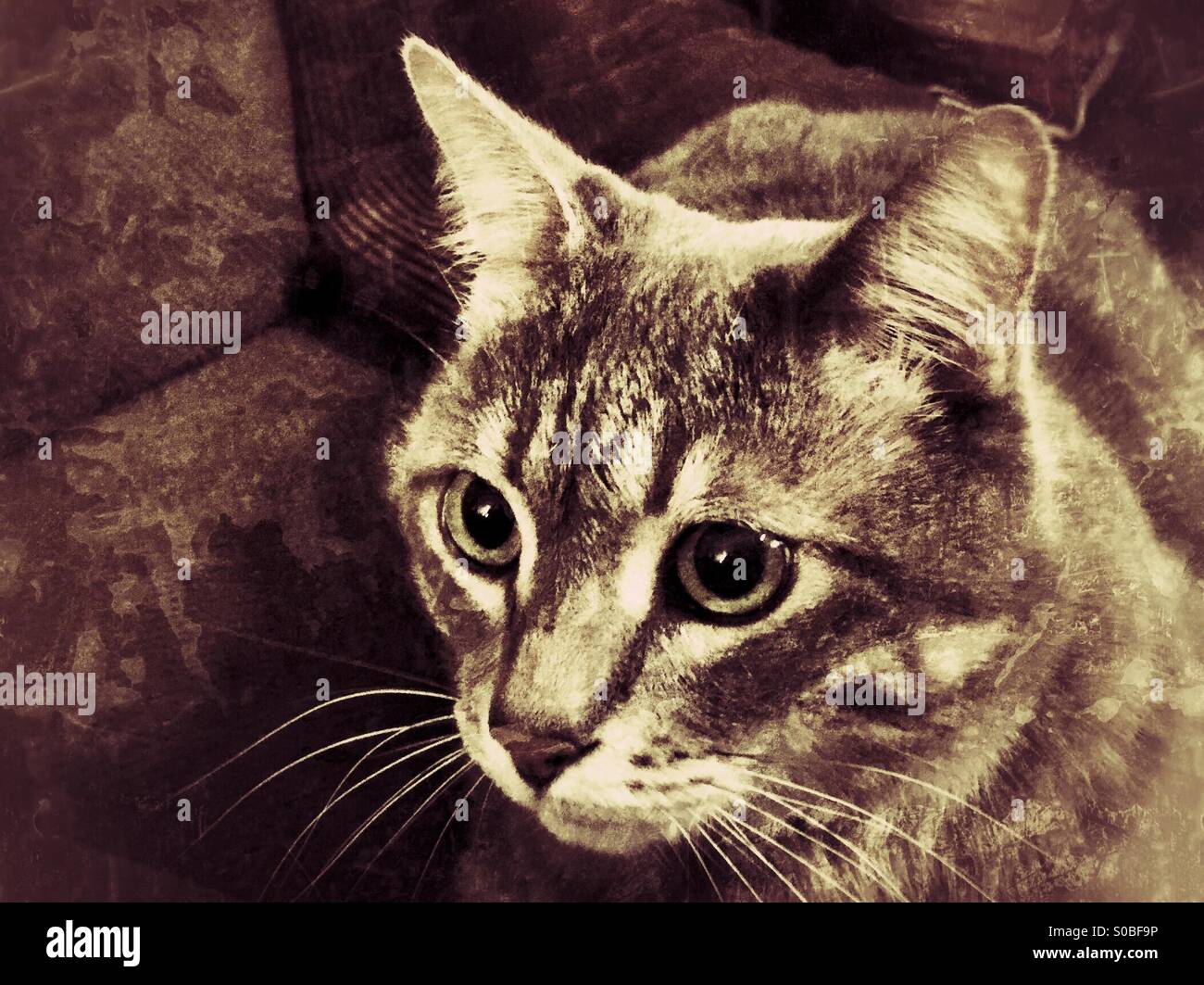 Tom gray hi-res stock photography and images - Alamy