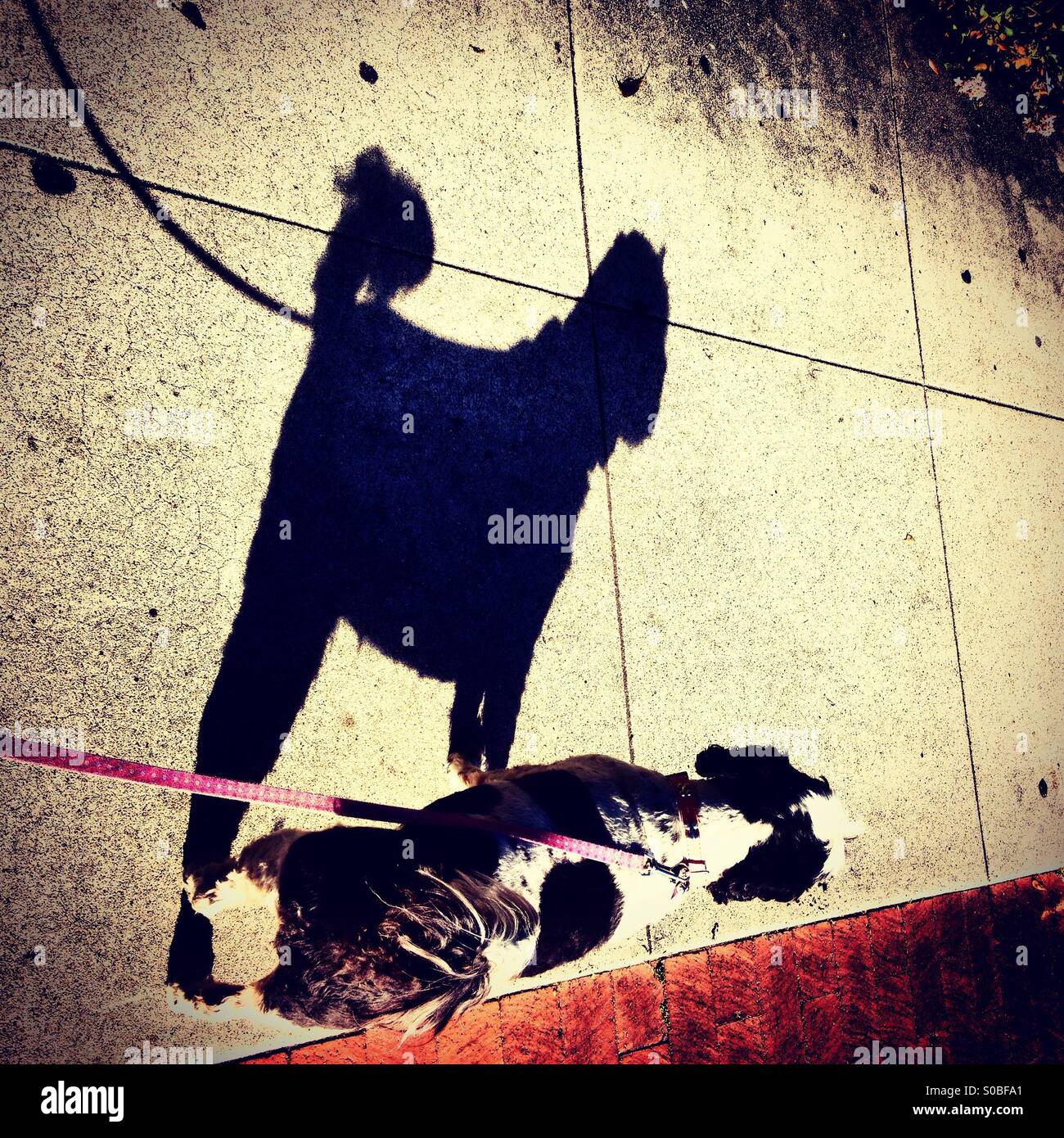 Dog walked hi-res stock photography and images - Alamy