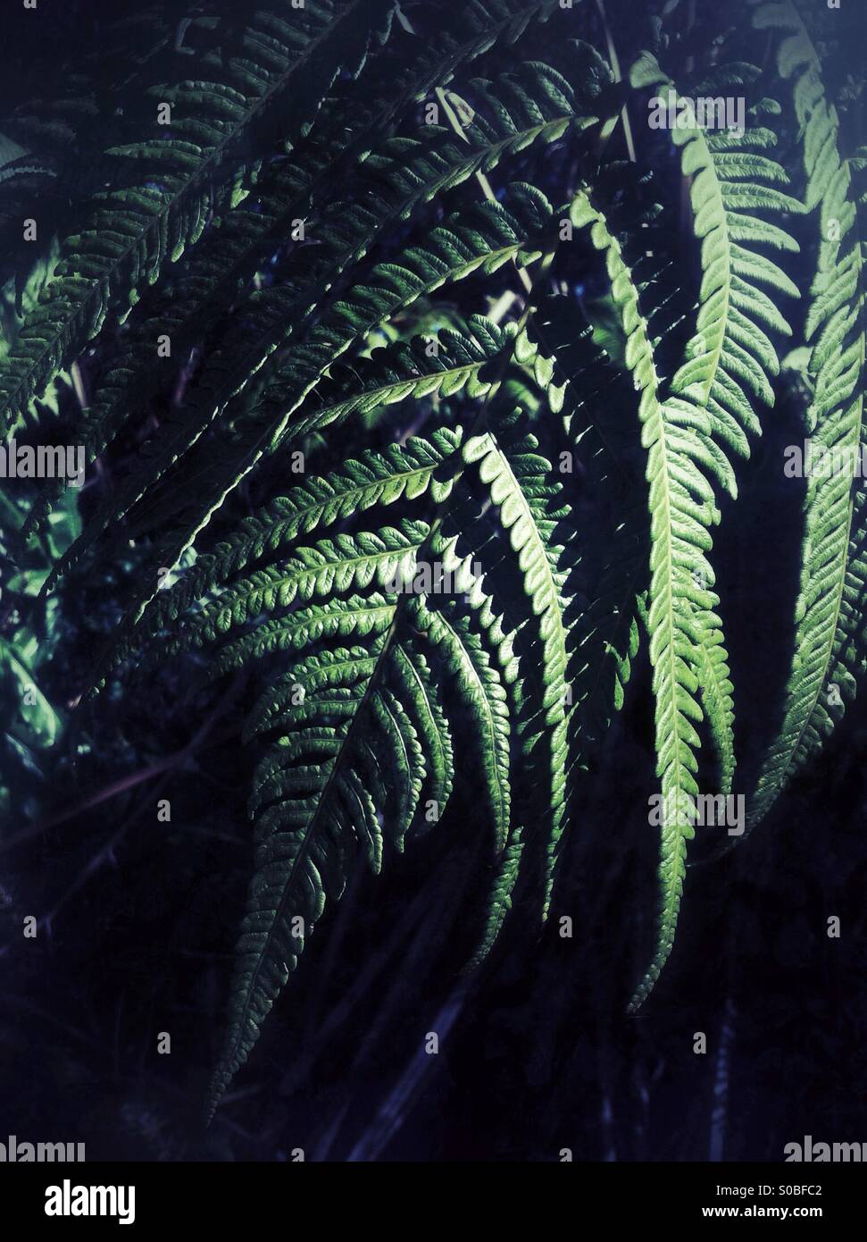 Large leaf of Hawaiian giant fern Stock Photo - Alamy