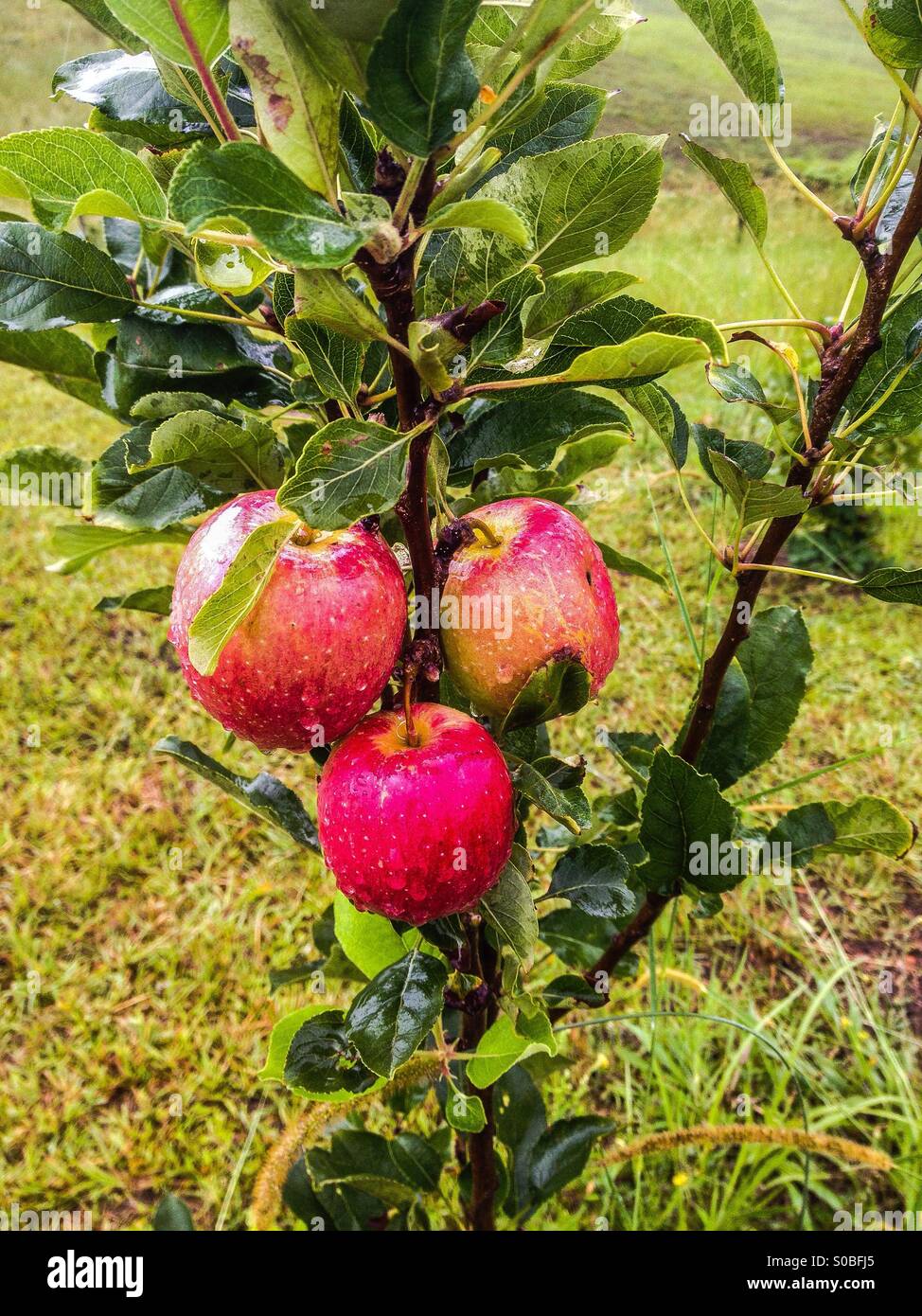 Little apple tree Stock Photo - Alamy