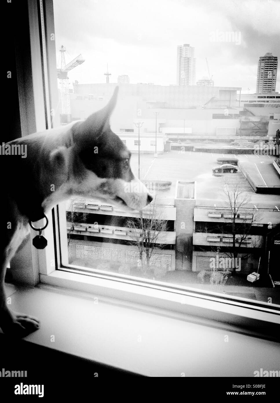 Dog looking out the window Stock Photo - Alamy
