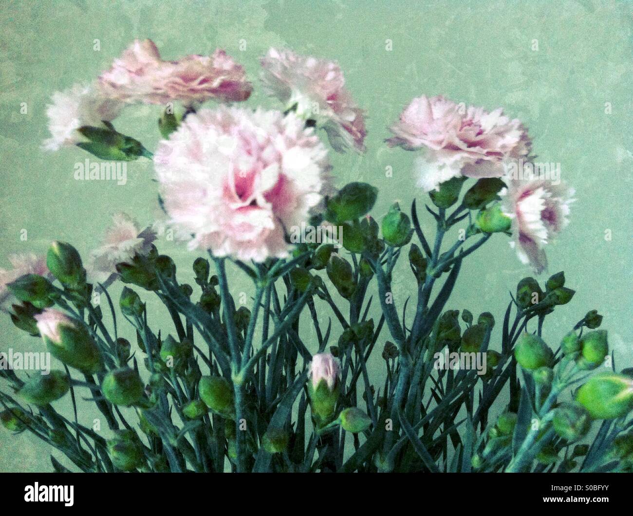 Carnation texture hi-res stock photography and images - Alamy