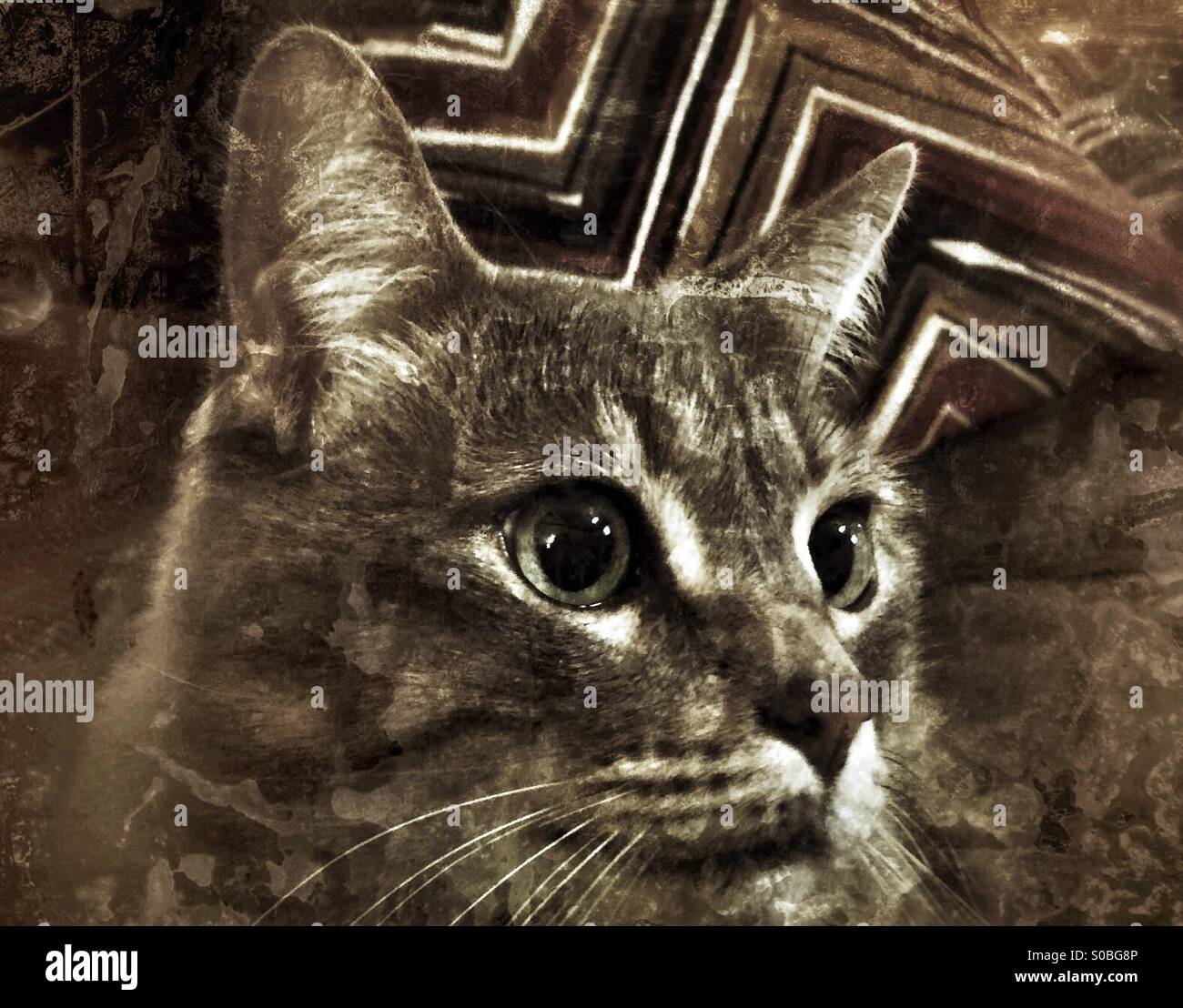 Gray Tom cat Stock Photo - Alamy