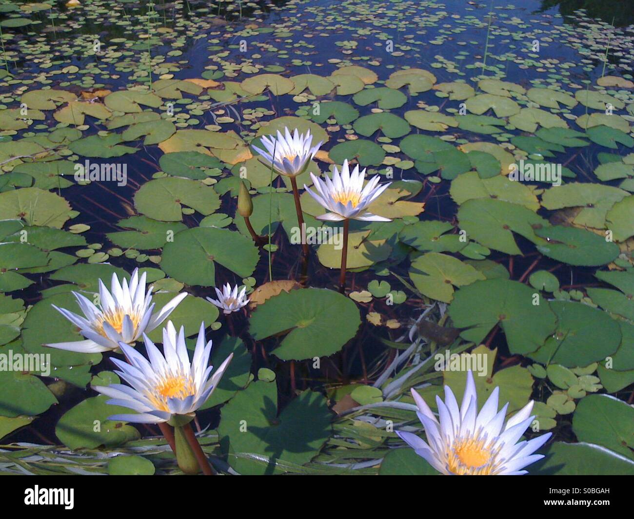 Swamp Flower High Resolution Stock Photography and Images - Alamy