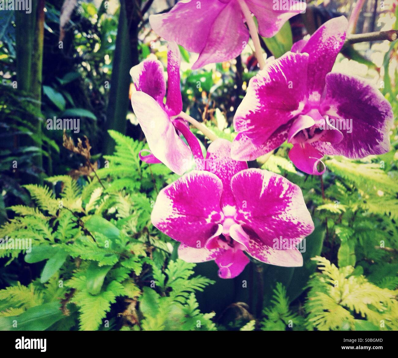 blooming orchids in native tropical environment in Hawaii botanical ...
