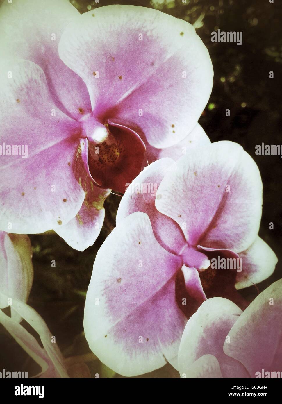 Large orchids in tropical forest Stock Photo - Alamy