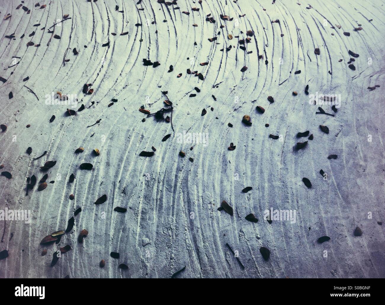 Very small leaves hi-res stock photography and images - Alamy