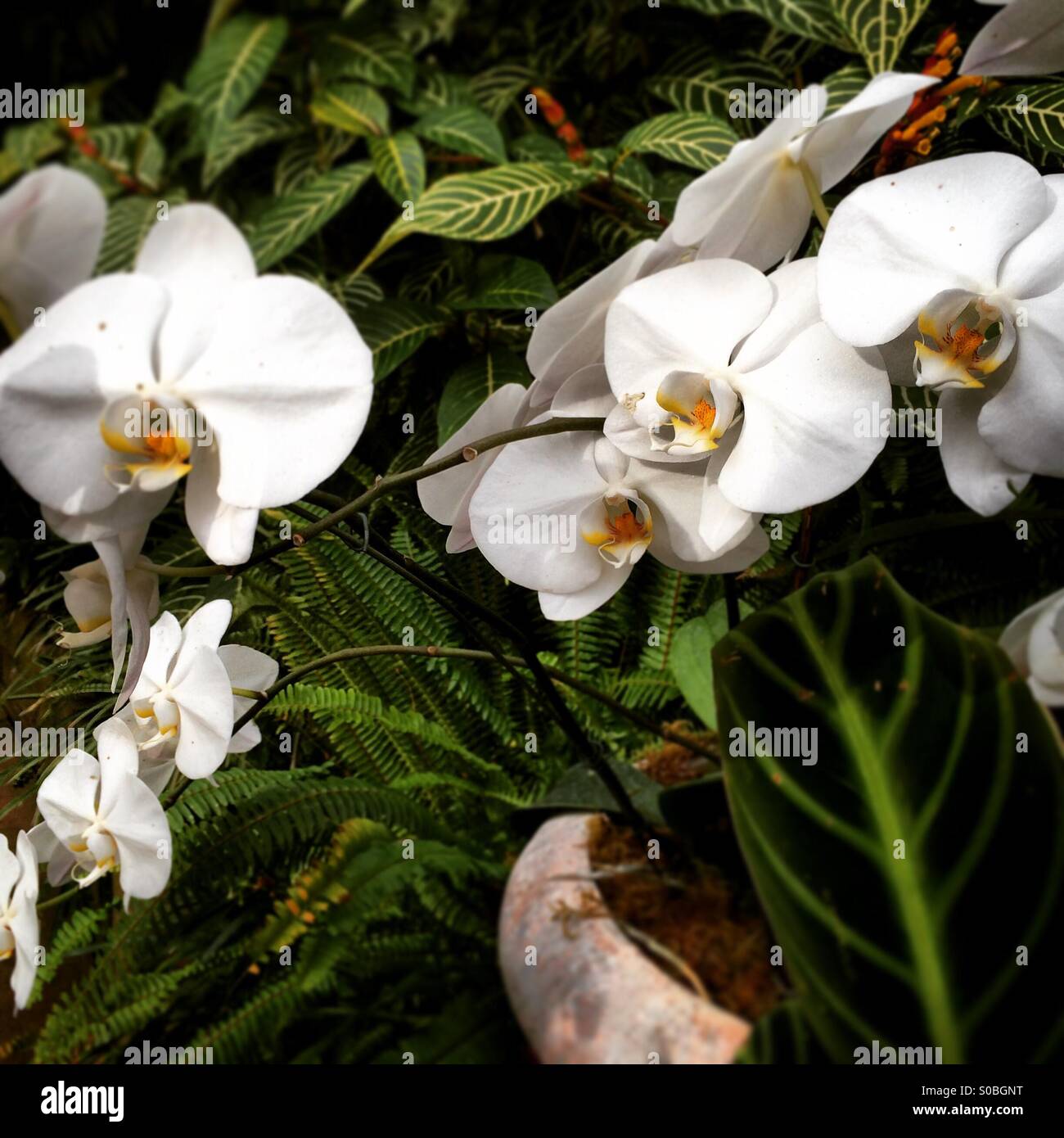 Grown orchids hi-res stock photography and images - Alamy