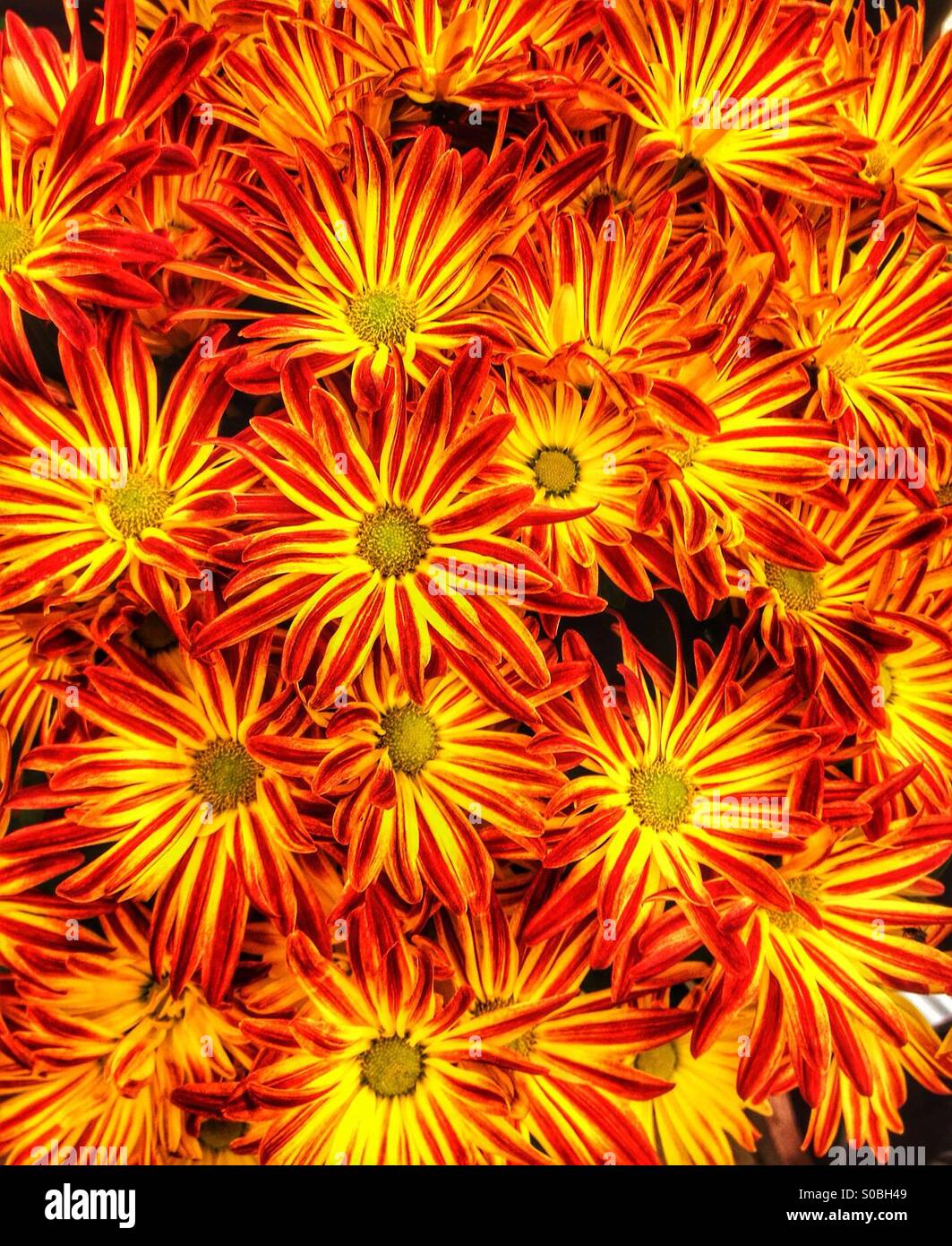 Bright orange and yellow flowers Stock Photo - Alamy