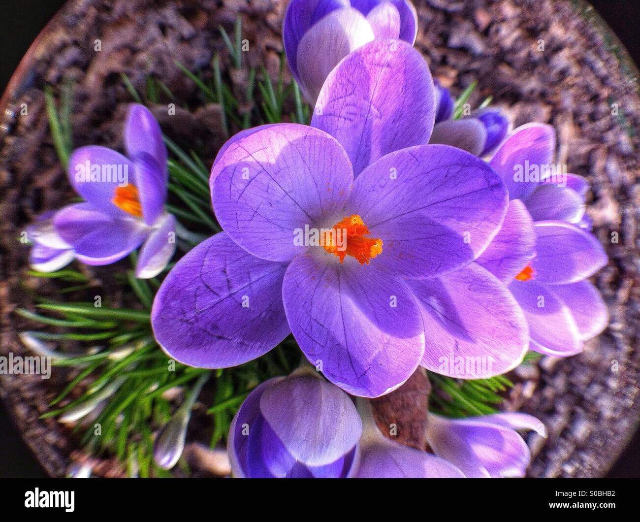 Spring is here Stock Photo - Alamy