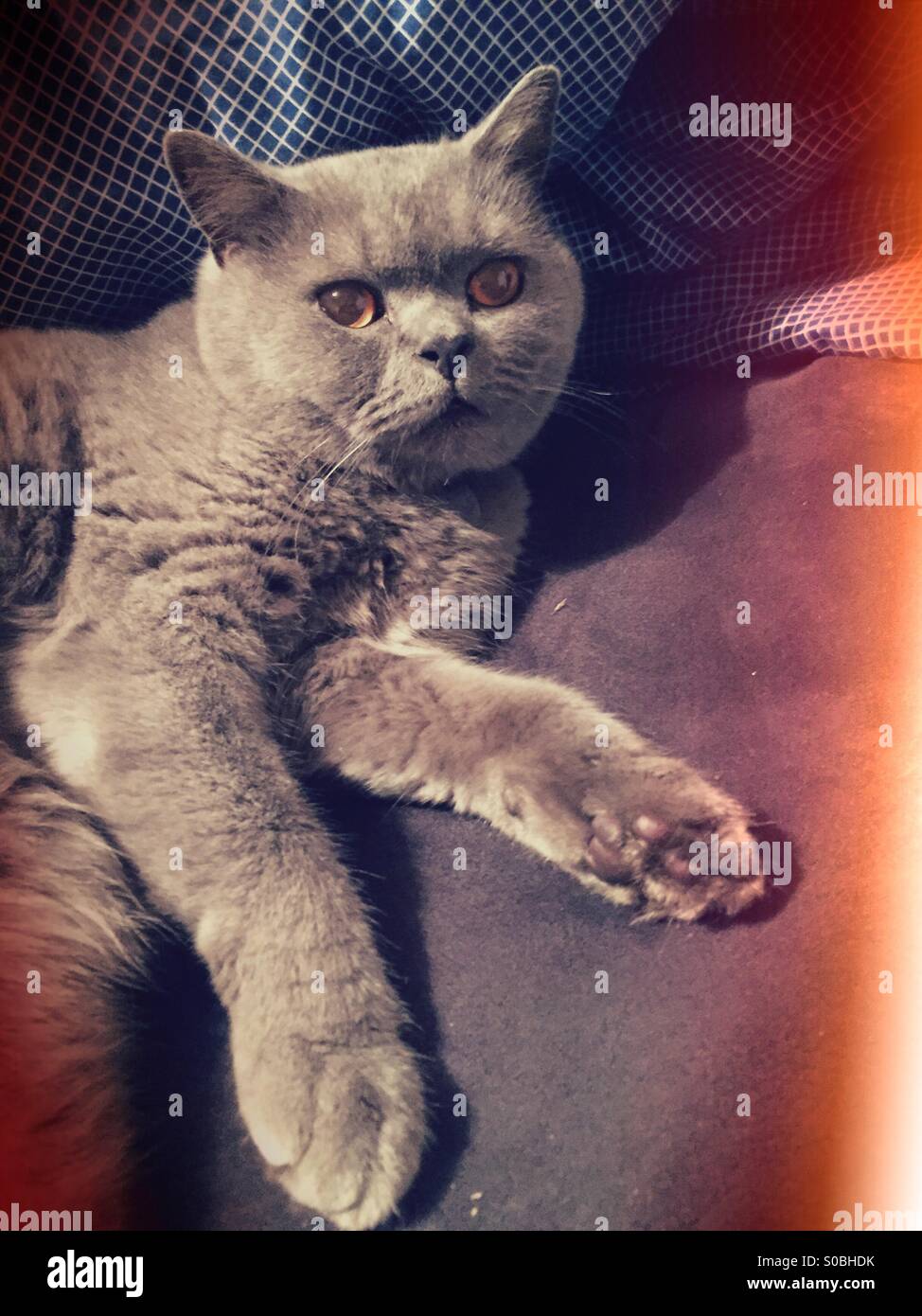 Smokey cat hi-res stock photography and images - Alamy