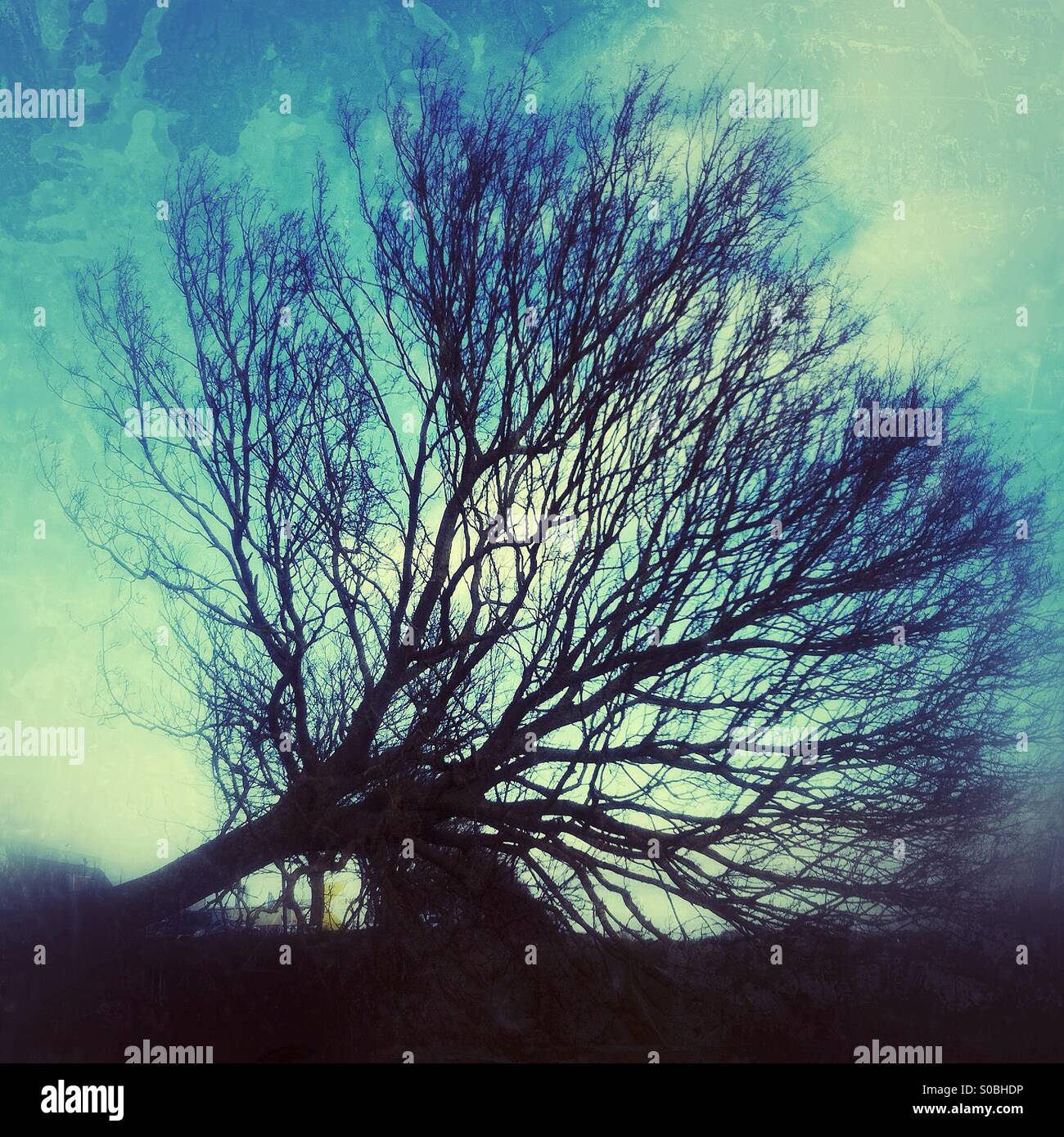Nate tree hi-res stock photography and images - Alamy