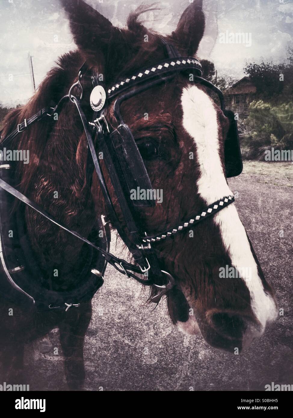 Animal harness hi-res stock photography and images - Alamy