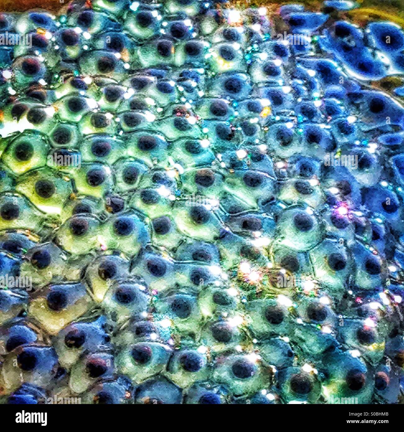 Frogspawn to tadpole to frog hi-res stock photography and images - Alamy