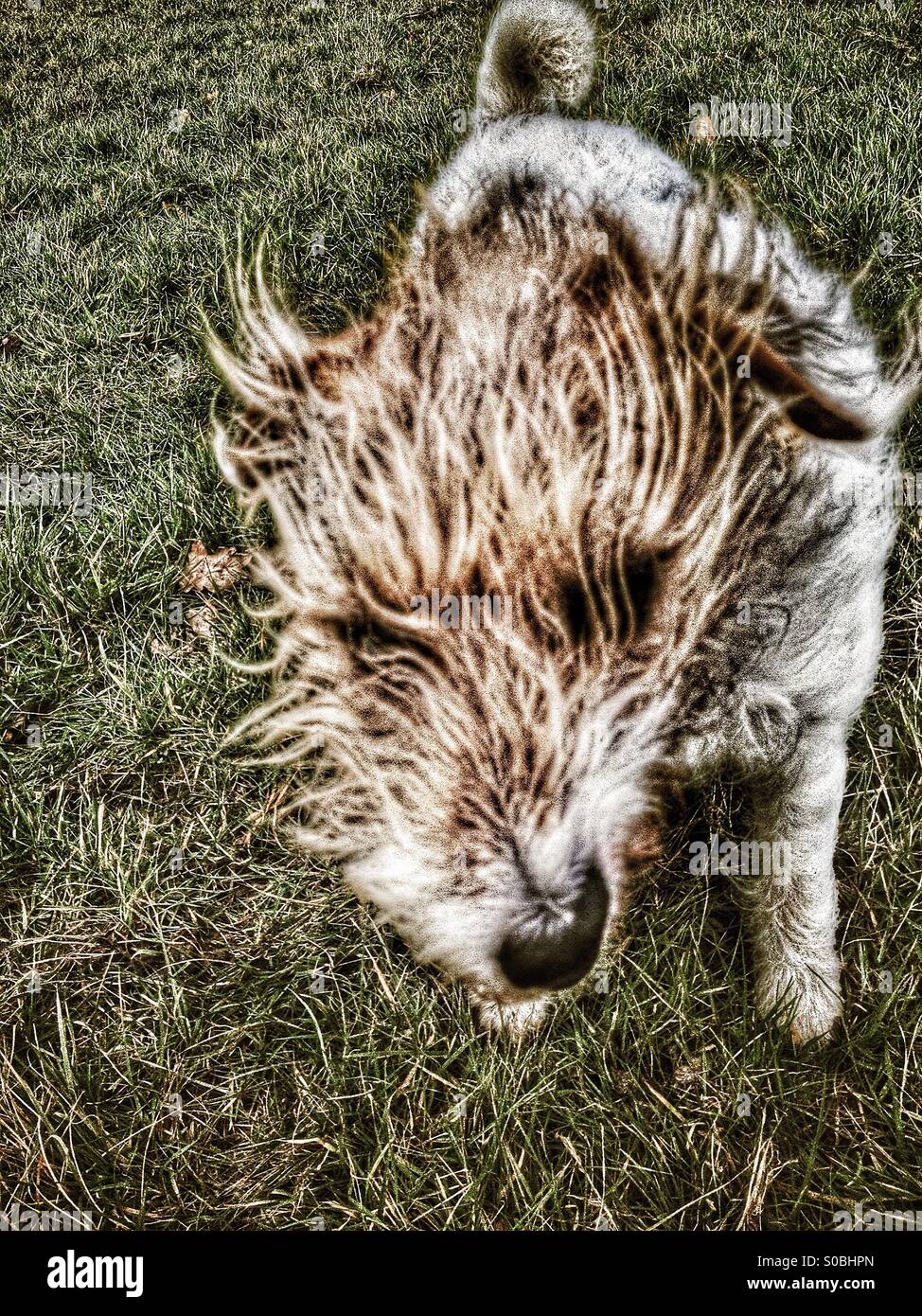 Dog in the wind Stock Photo - Alamy