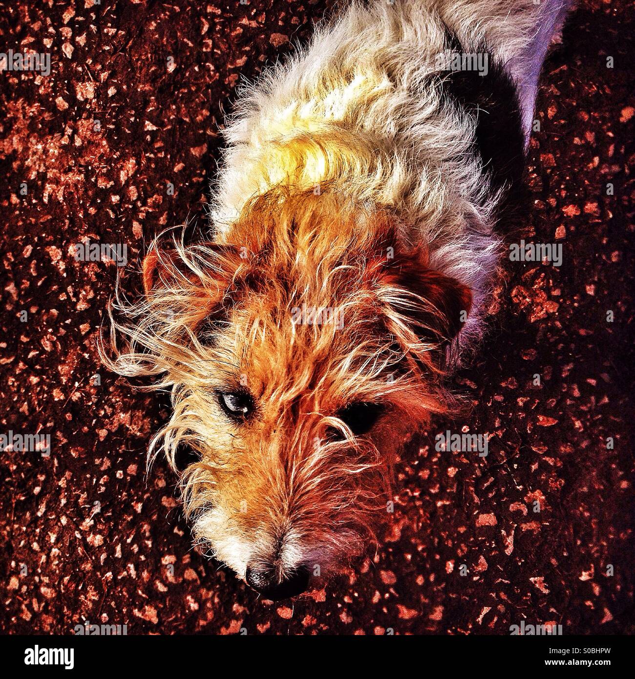 Dog looking up at camera hi-res stock photography and images - Alamy