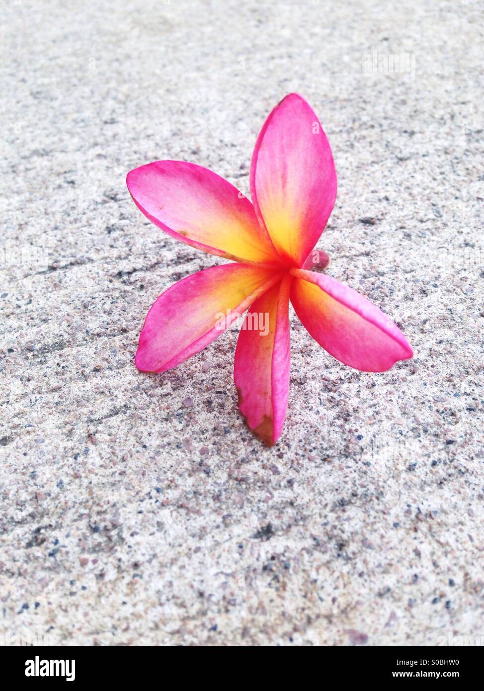 Fallen Frangipani flower Stock Photo - Alamy