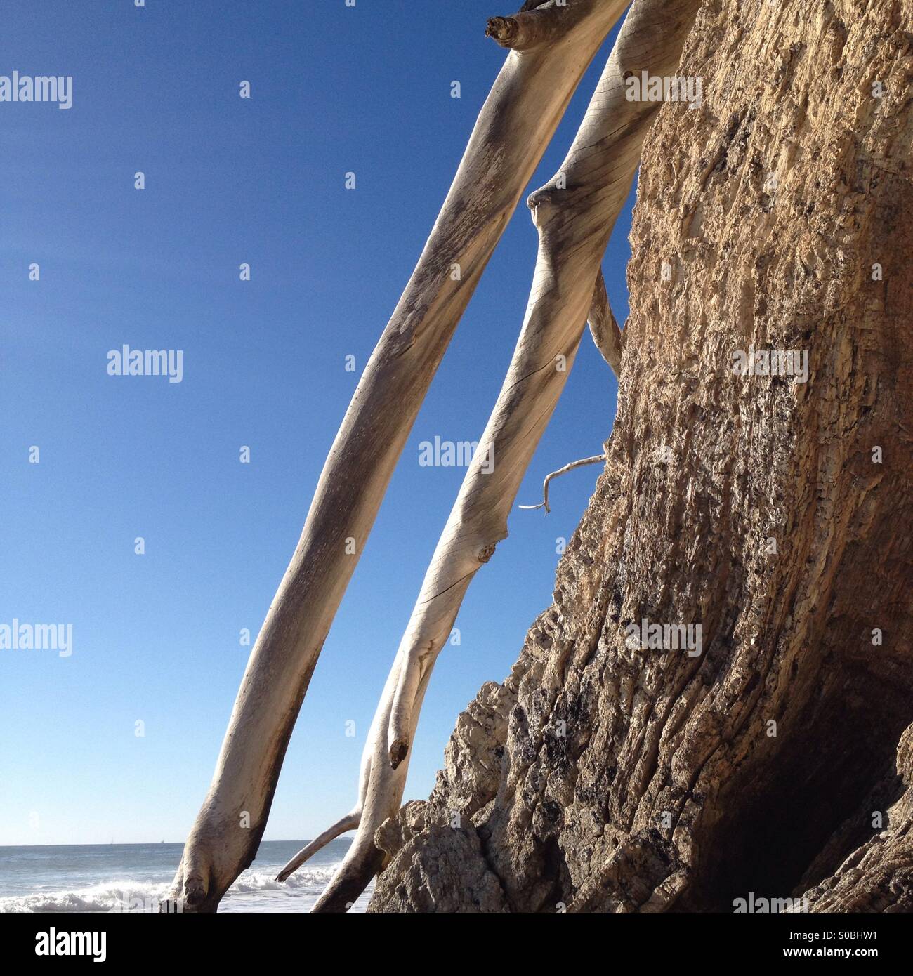Fallen tree trunks on beach Stock Photo - Alamy