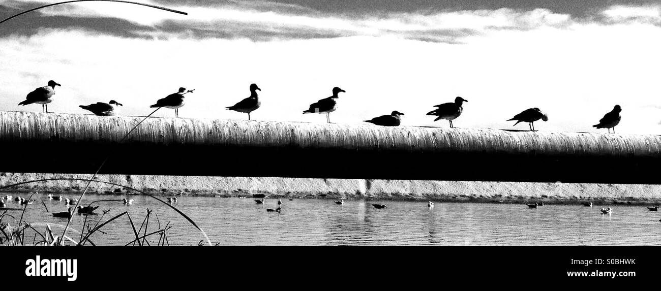 Row Of Birds Stock Photos & Row Of Birds Stock Images - Alamy