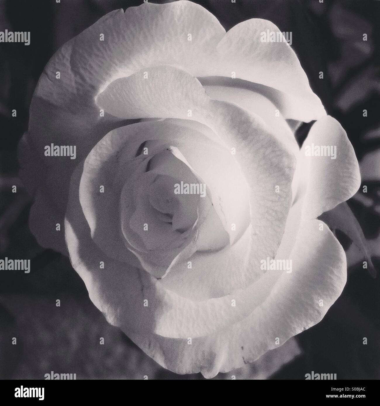 Pretty rose hi-res stock photography and images - Alamy