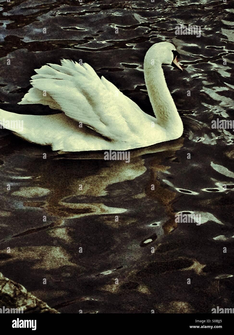 Swan and reflections hi-res stock photography and images - Alamy