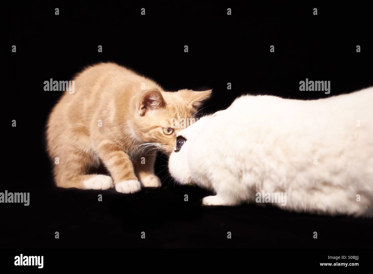 Black and white rabbit cat hi-res stock photography and images - Alamy