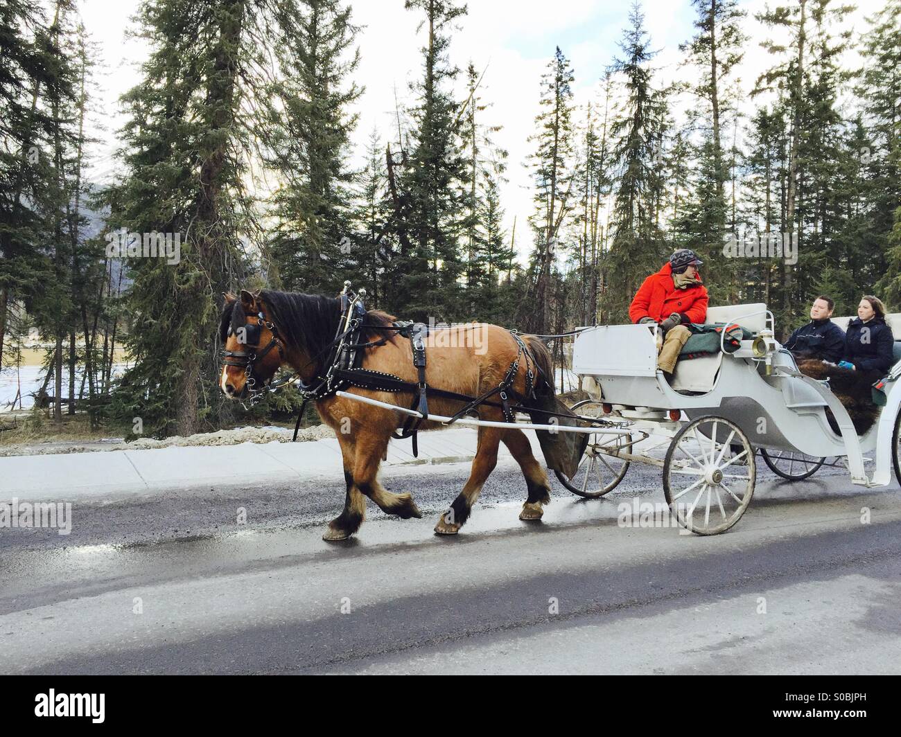 Horse and buggy tour in Banff Alberta Canada Stock Photo - Alamy