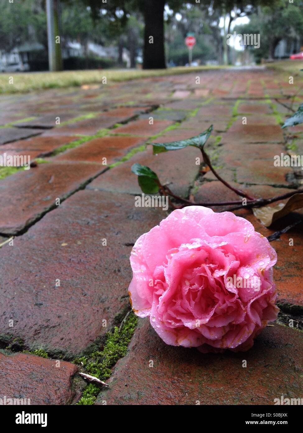 Fallen flower hi-res stock photography and images - Alamy