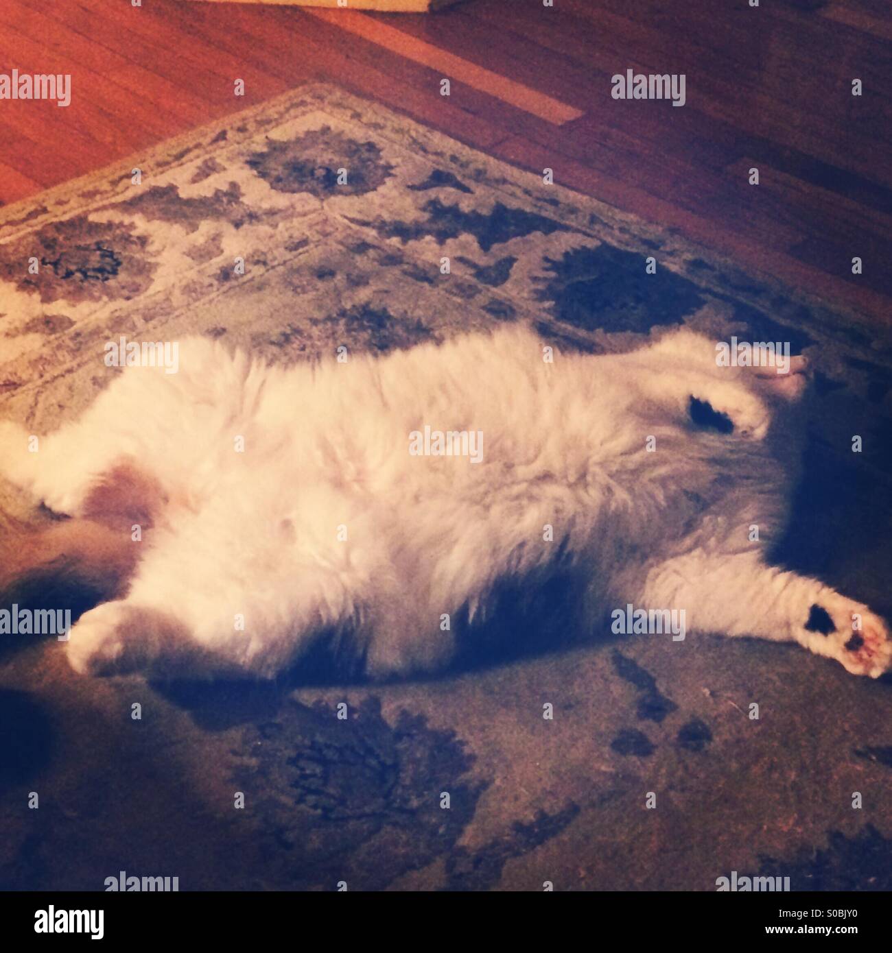 Catnip furry hi-res stock photography and images - Alamy