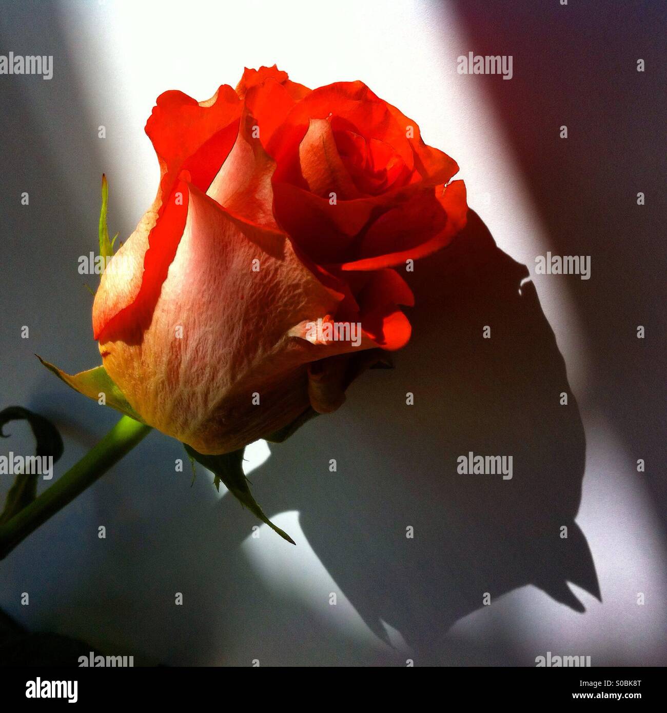 Shadow of the rose hi-res stock photography and images - Alamy