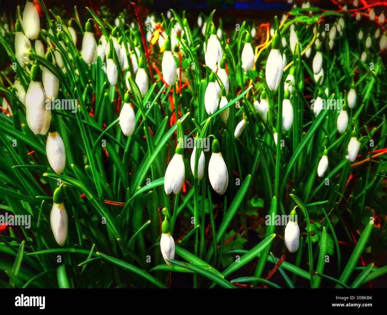 British snowdrops hi-res stock photography and images - Alamy