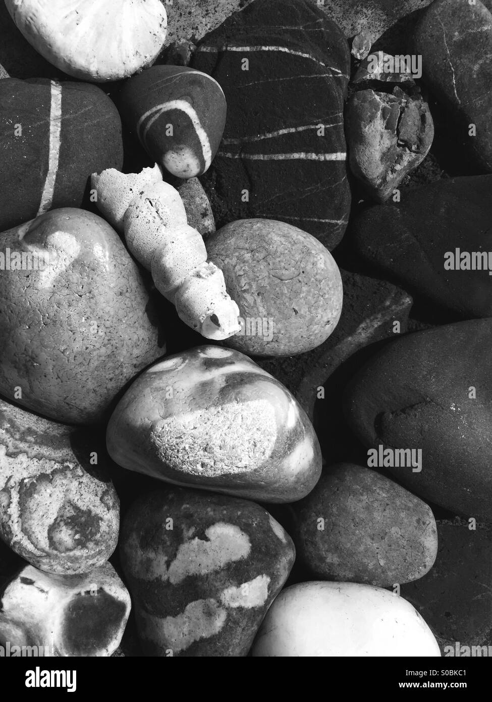Pebbles and shells Black and White Stock Photos & Images - Alamy