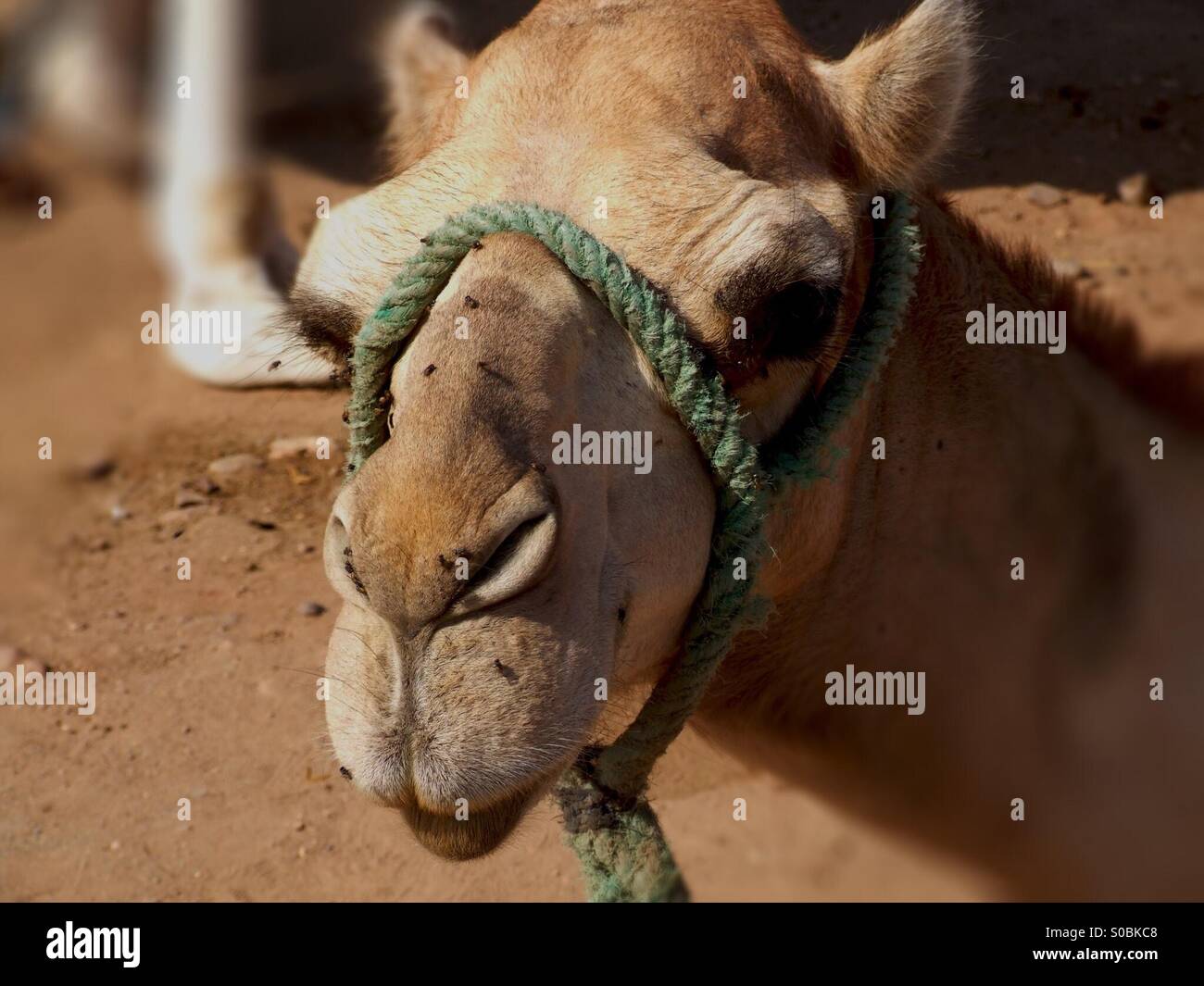 Camel animals hi-res stock photography and images - Alamy